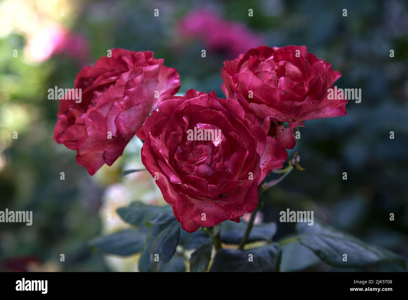 Crimson roses in bloom seen up close Stock Photo - Alamy