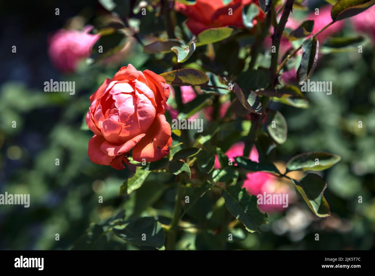 Cut red roses on grass hi-res stock photography and images - Alamy