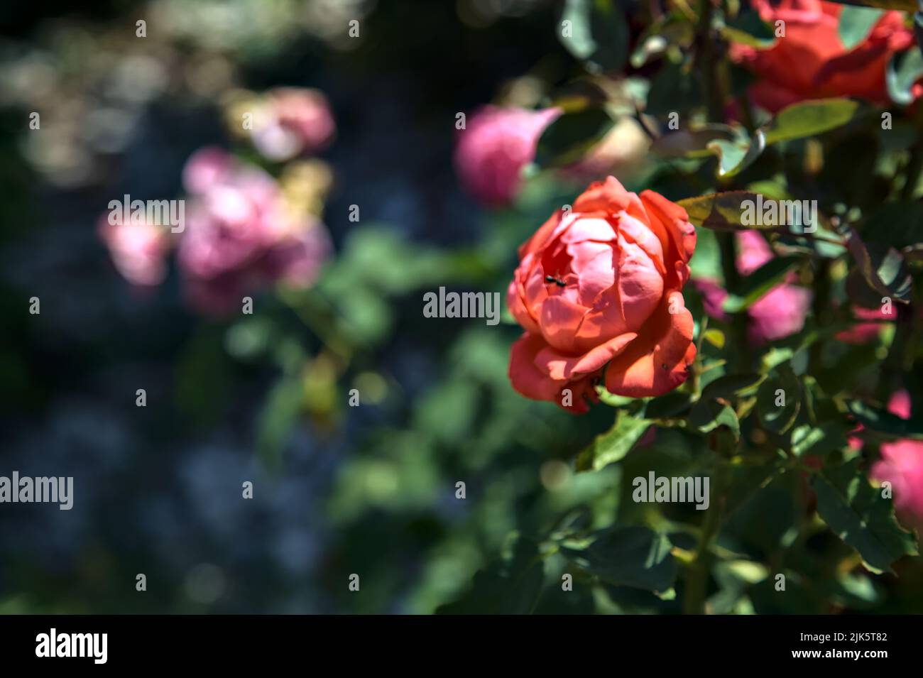 Red roses in bloom on a sunny day seen up close Stock Photo - Alamy