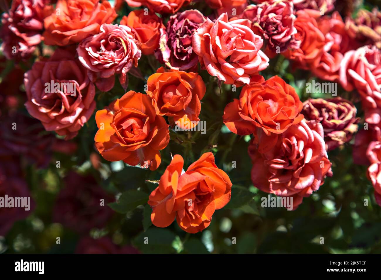 Bush of miniature red roses seen up close Stock Photo - Alamy