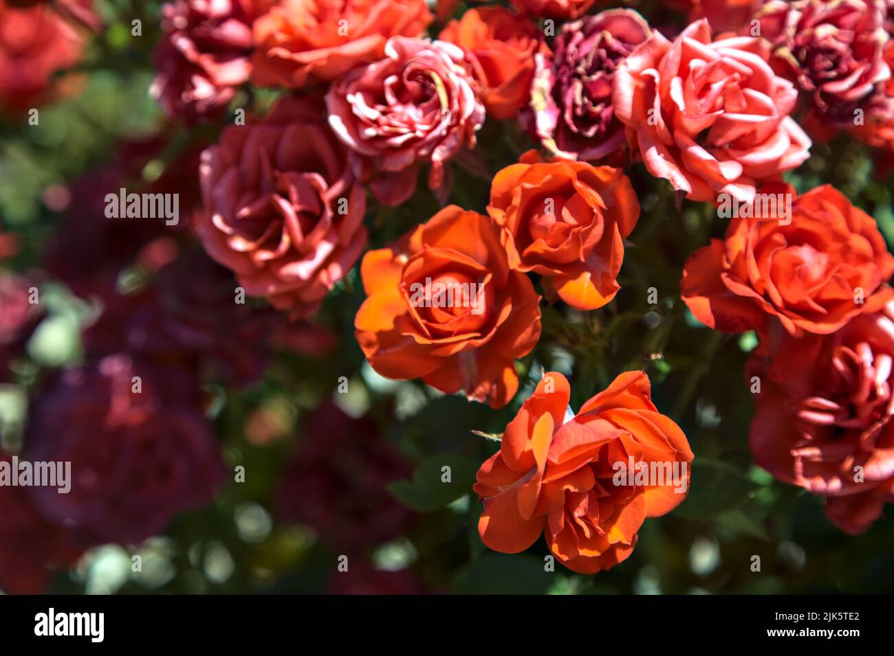 Bush of miniature red roses seen up close Stock Photo - Alamy