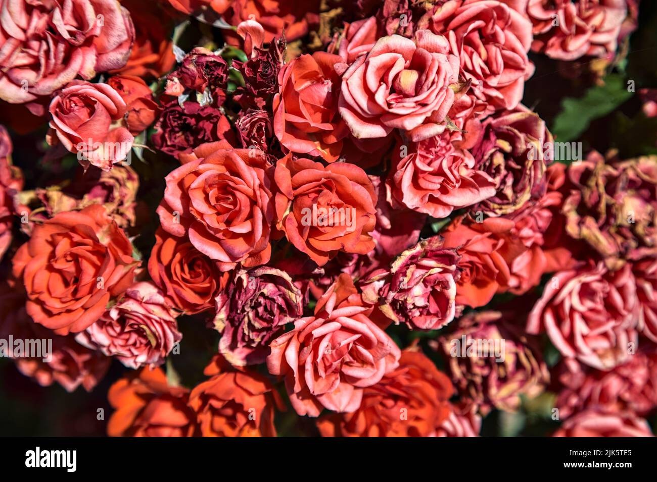 Miniature red roses hi-res stock photography and images - Alamy