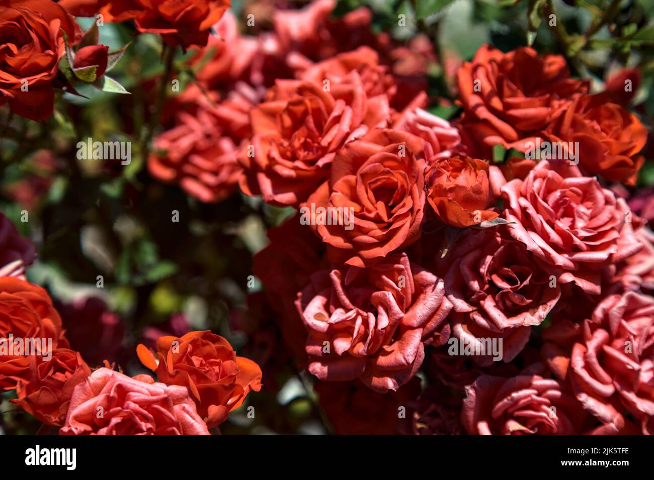 Bush of miniature red roses seen up close Stock Photo - Alamy