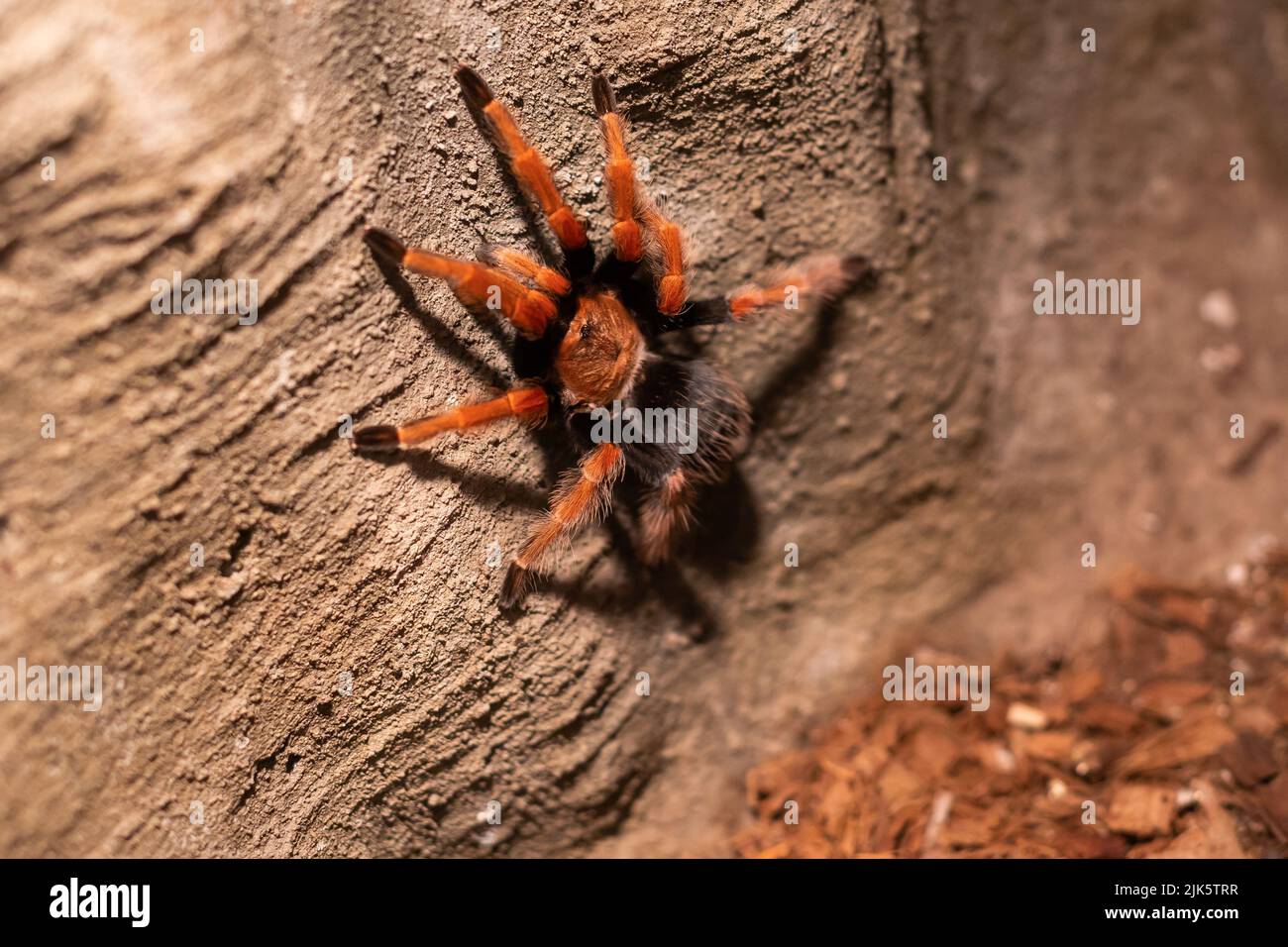 Spider inside of terrarium with plants Stock Photo - Alamy