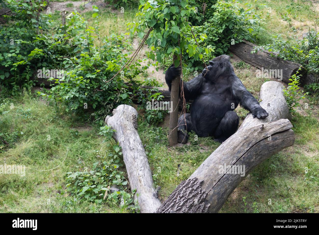 West lowland silverback gorilla on tree in rainforest in black and ...