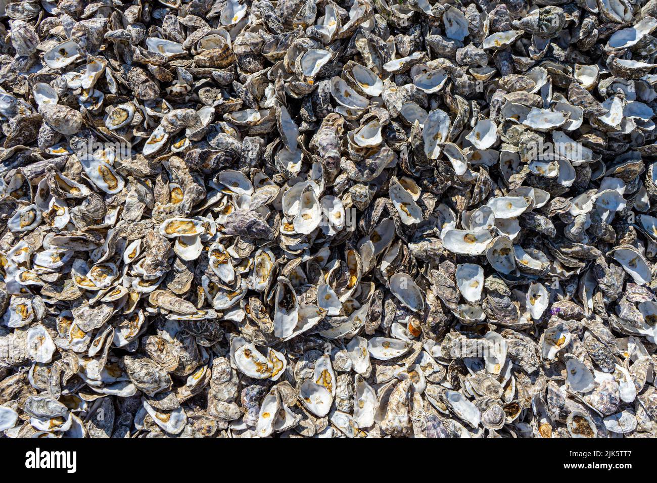 Opened oyster shells background, close up Stock Photo - Alamy