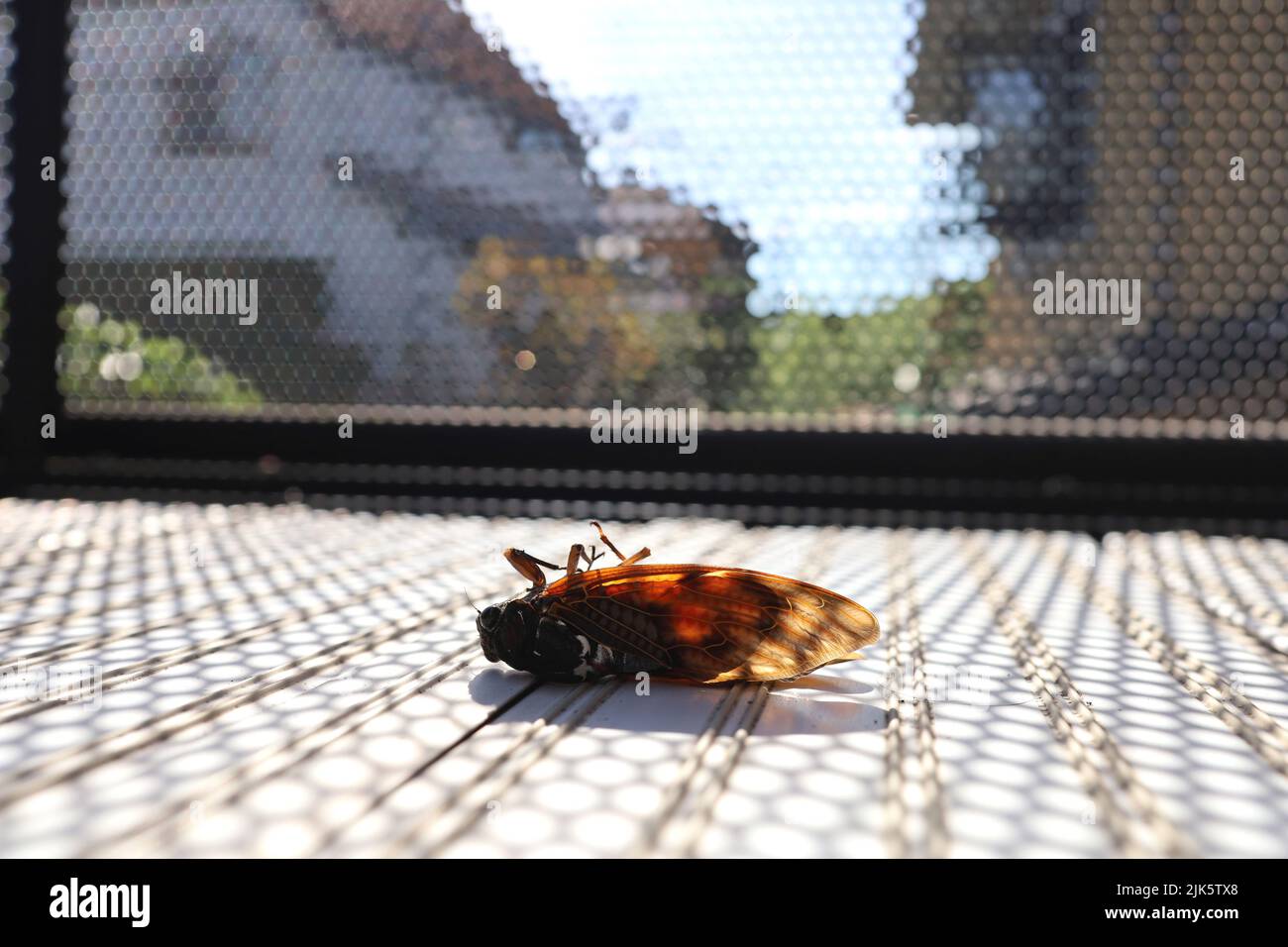 Dead cicadas on the balcony in summer. Summer in Japan Stock Photo - Alamy