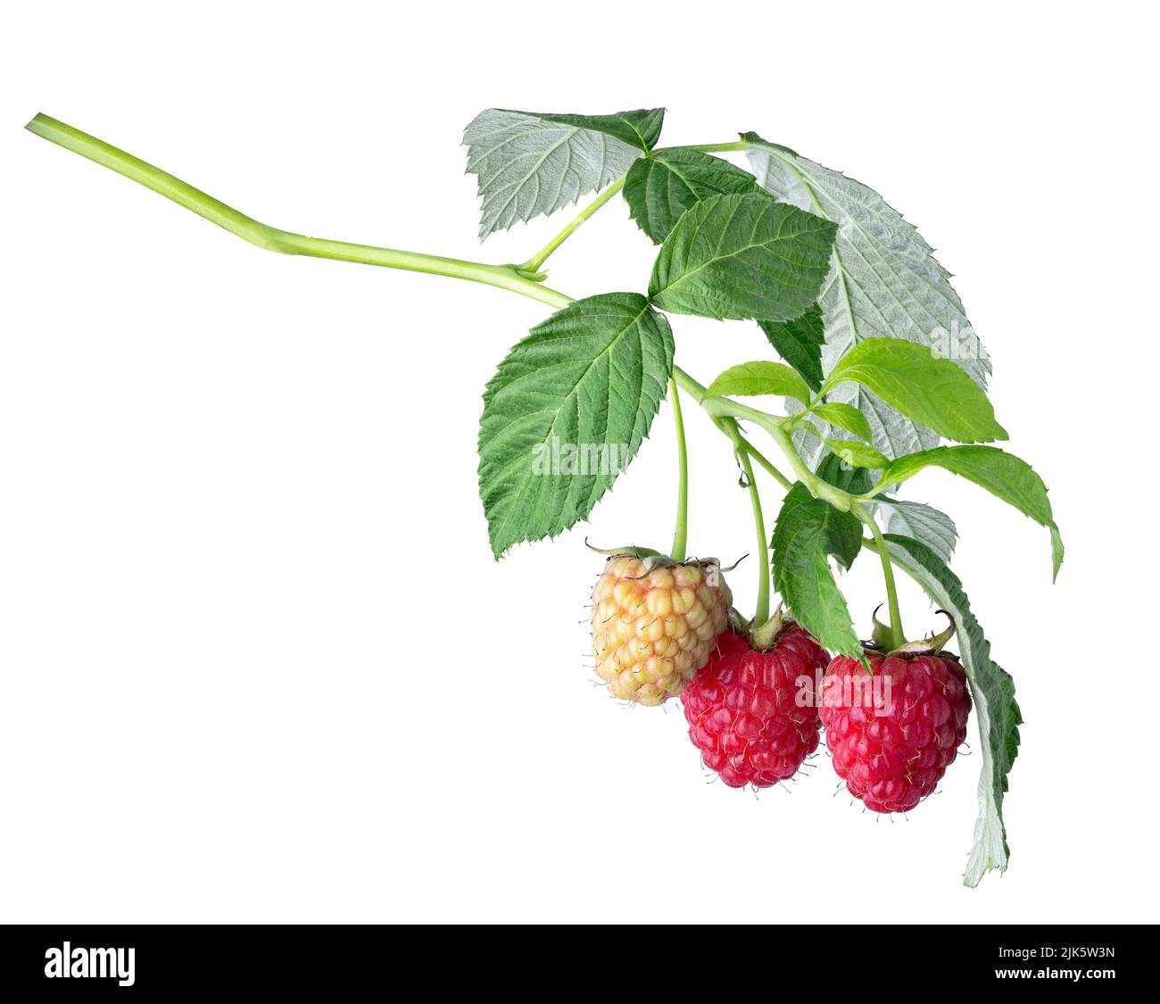 branch of ripe and unripe raspberries with leaves isolated Stock Photo ...