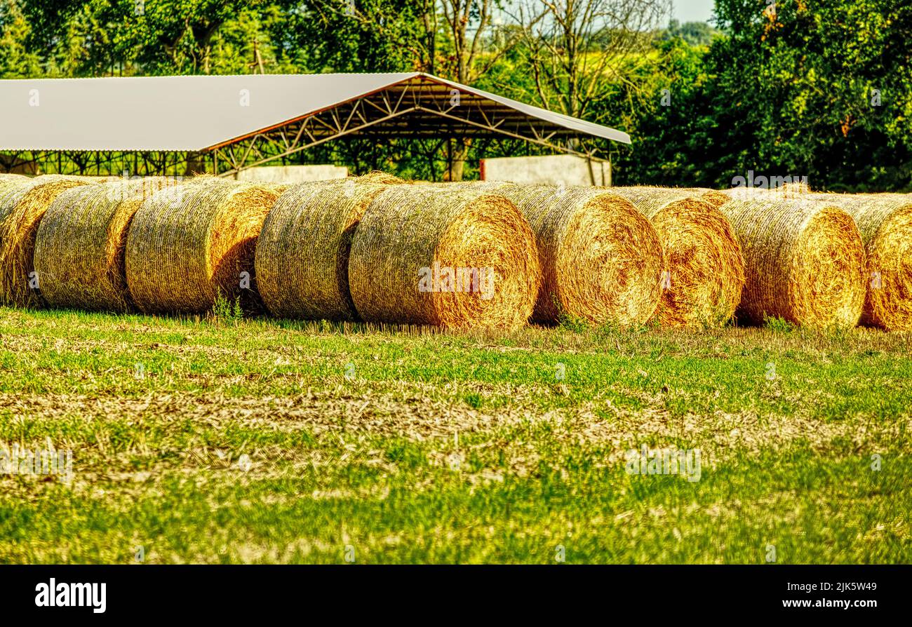 Rolled hay in summer arranged in suburban farmlands Stock Photo - Alamy