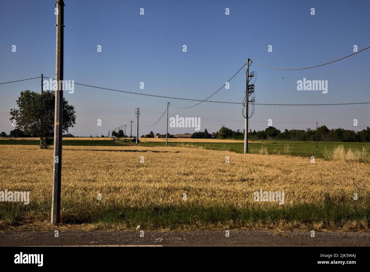Wheat field with a tree next to an uncultivated field on a sunny day ...