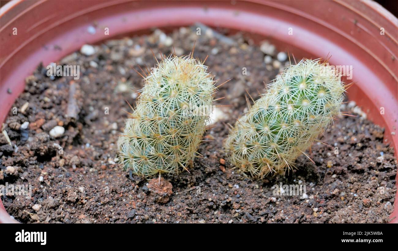 Beautiful indoor cactus pot plants of Mammillaria elongata from a ...