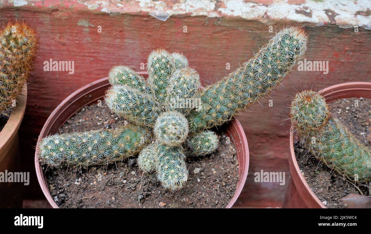 Beautiful indoor cactus pot plants of Mammillaria elongata from a ...