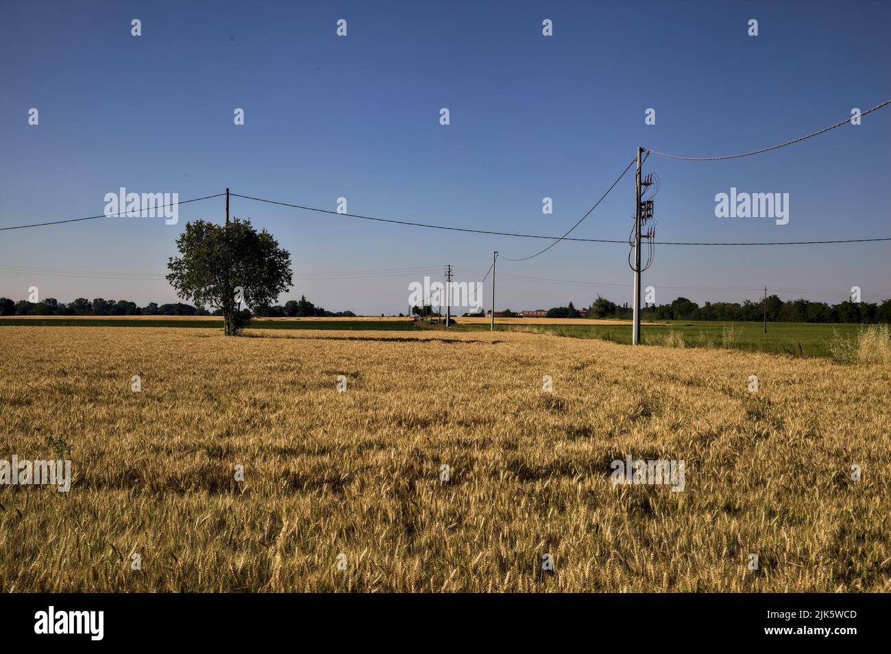 Wheat field with a tree next to an uncultivated field on a sunny day ...