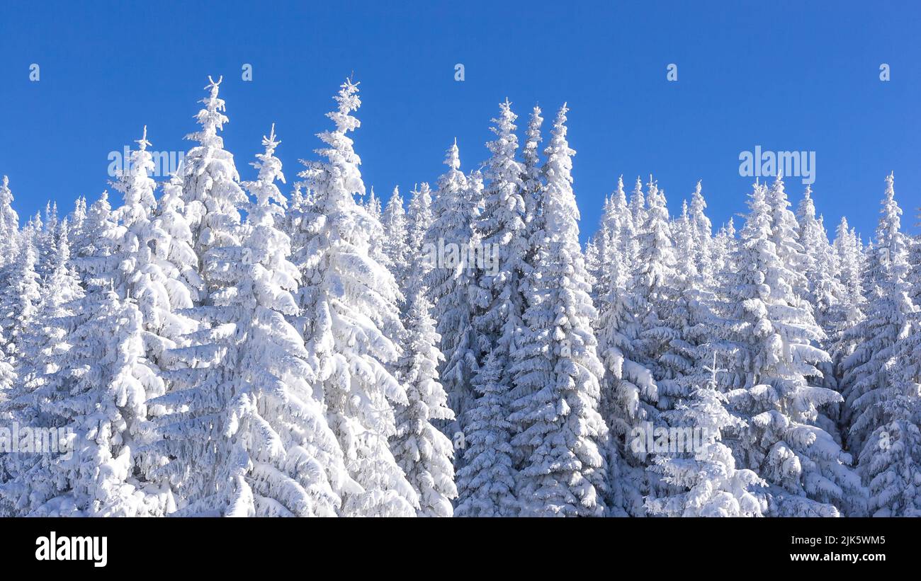 Winter vacation banner background with pine trees covered by heavy snow against blue sky with ...