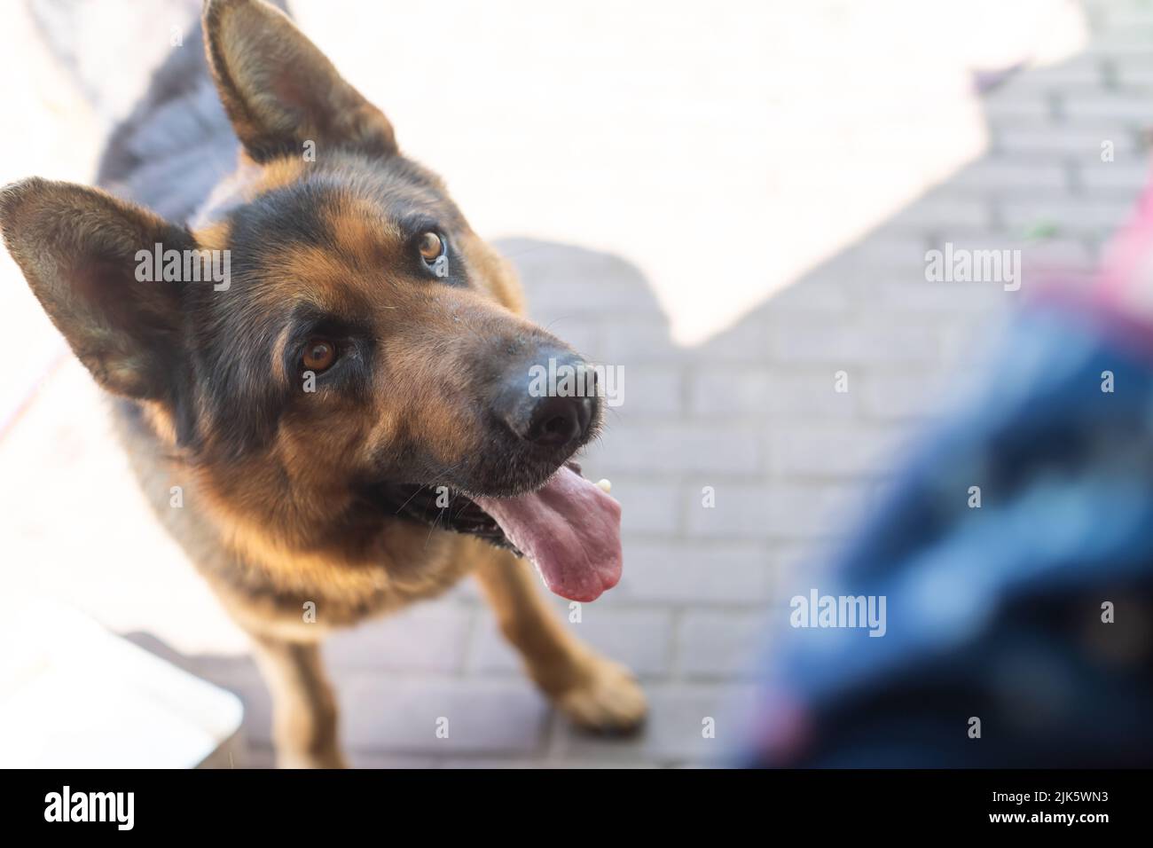 Curious dog sticks head out hi-res stock photography and images - Alamy