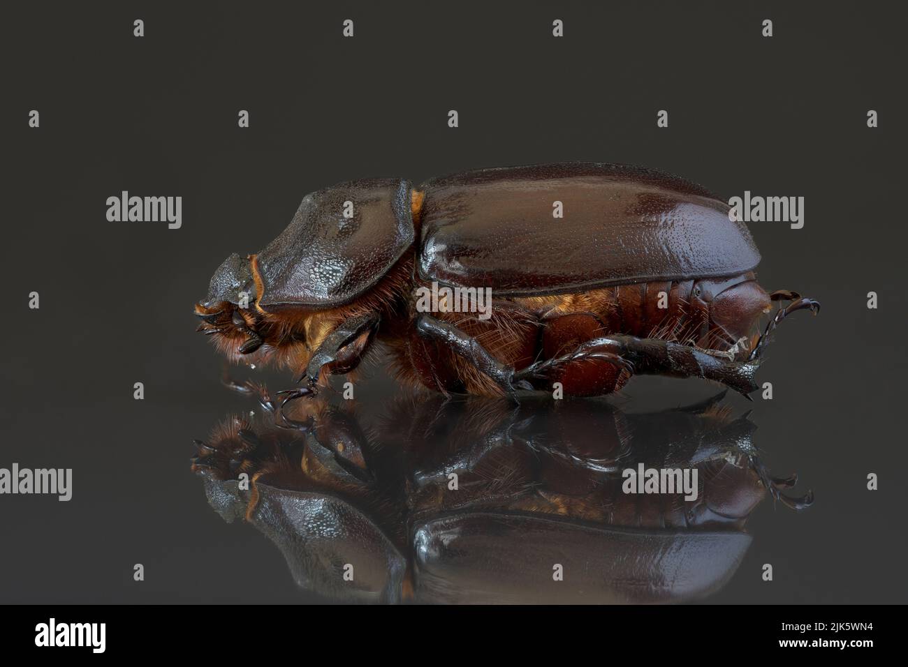 Odd beetle hi-res stock photography and images - Alamy