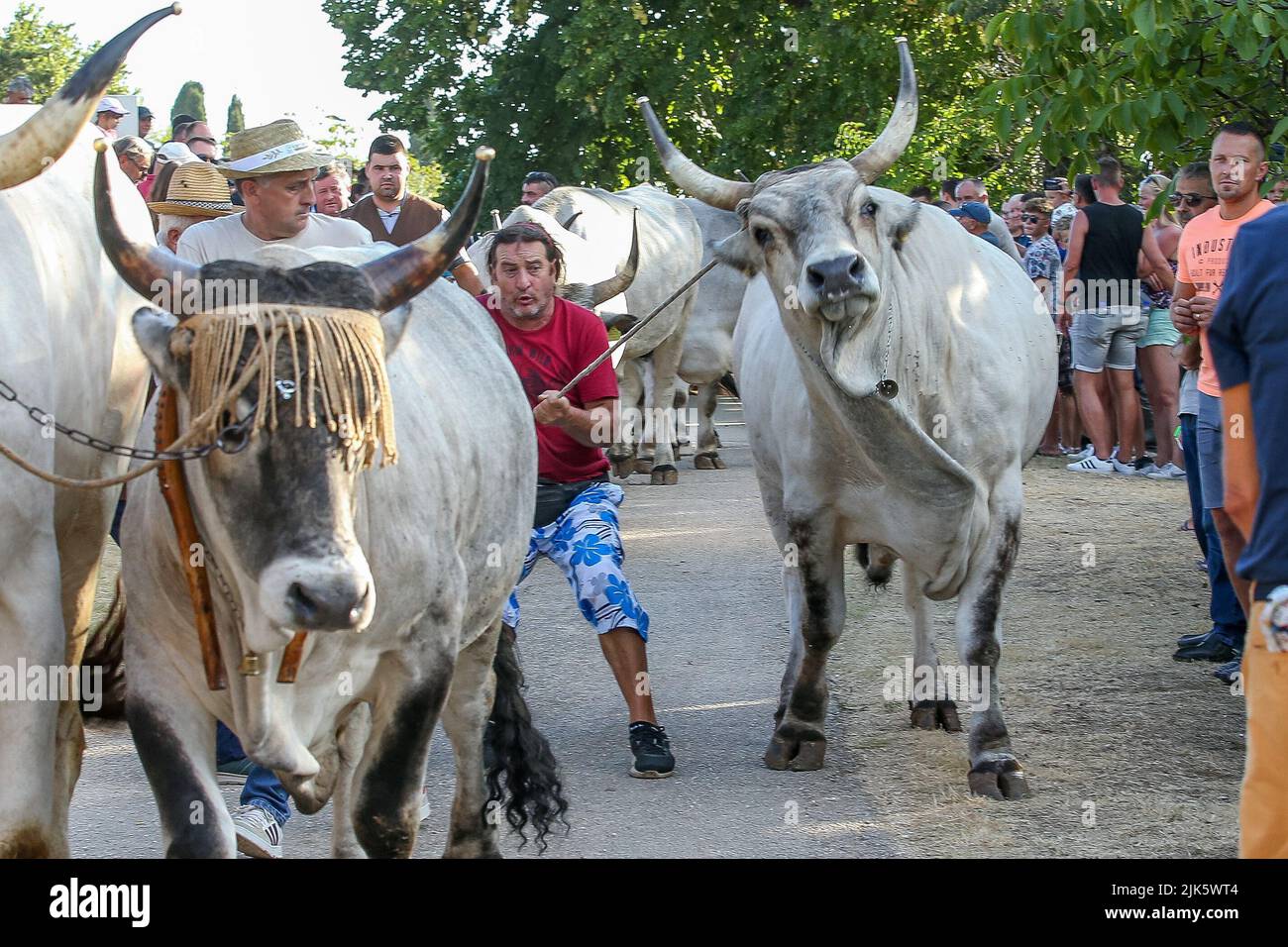 Jakovlje festival, where traditionally the most beautiful, heaviest and ...