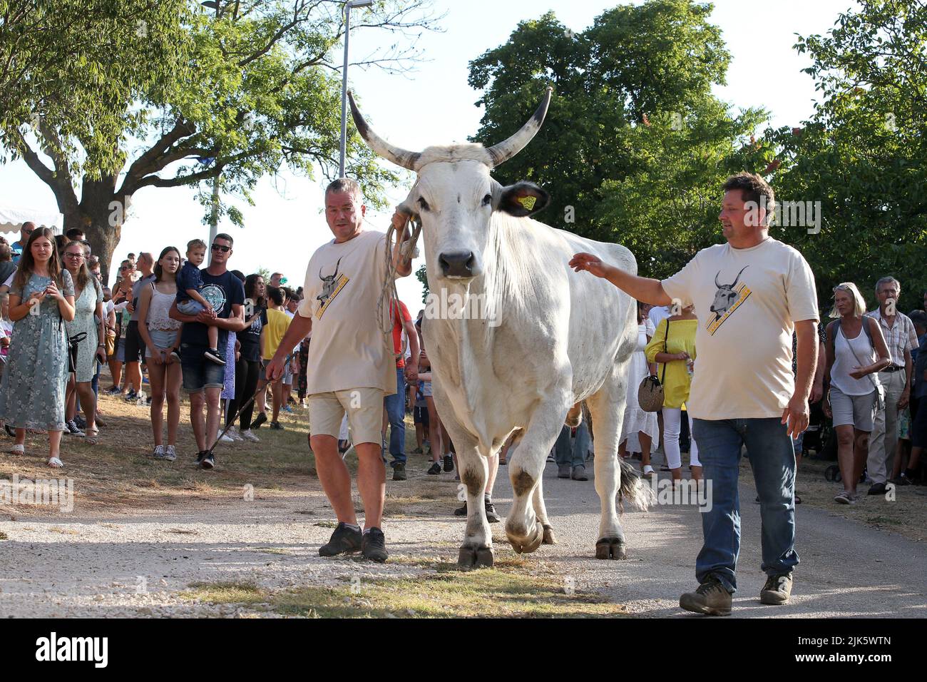 Jakovlje festival, where traditionally the most beautiful, heaviest and ...