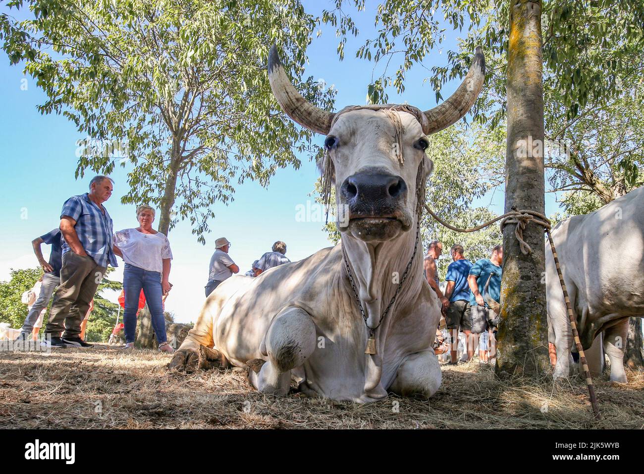 Jakovlje festival, where traditionally the most beautiful, heaviest and ...