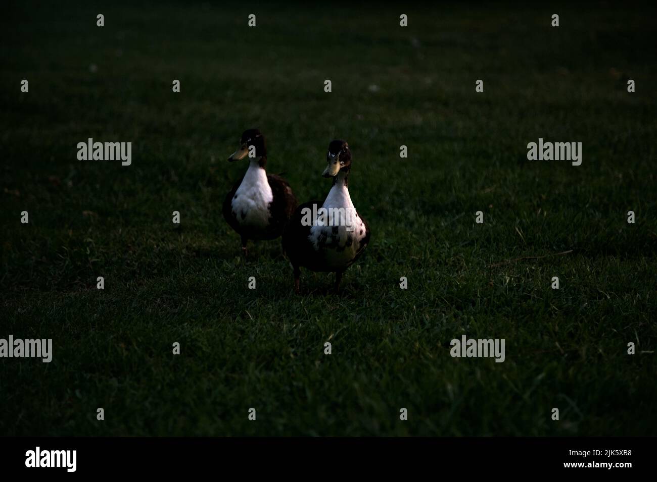 Mallards on a lawn at sunset Stock Photo - Alamy