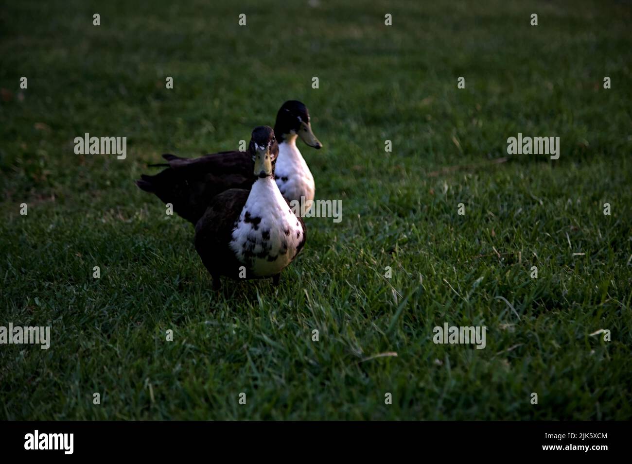Mallards on a lawn at sunset Stock Photo - Alamy