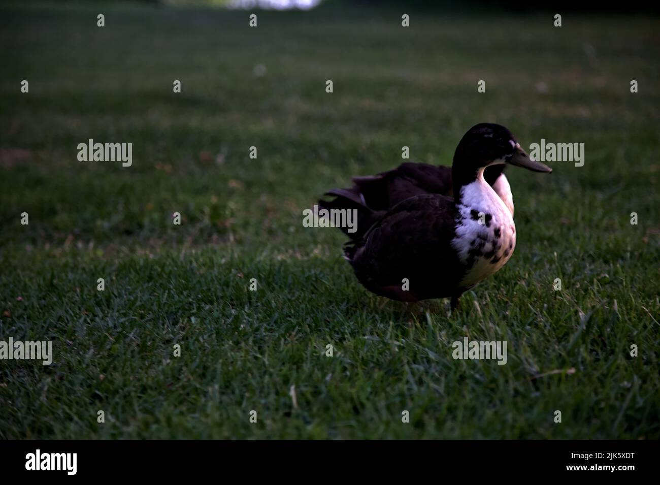 Family mallards hi-res stock photography and images - Alamy