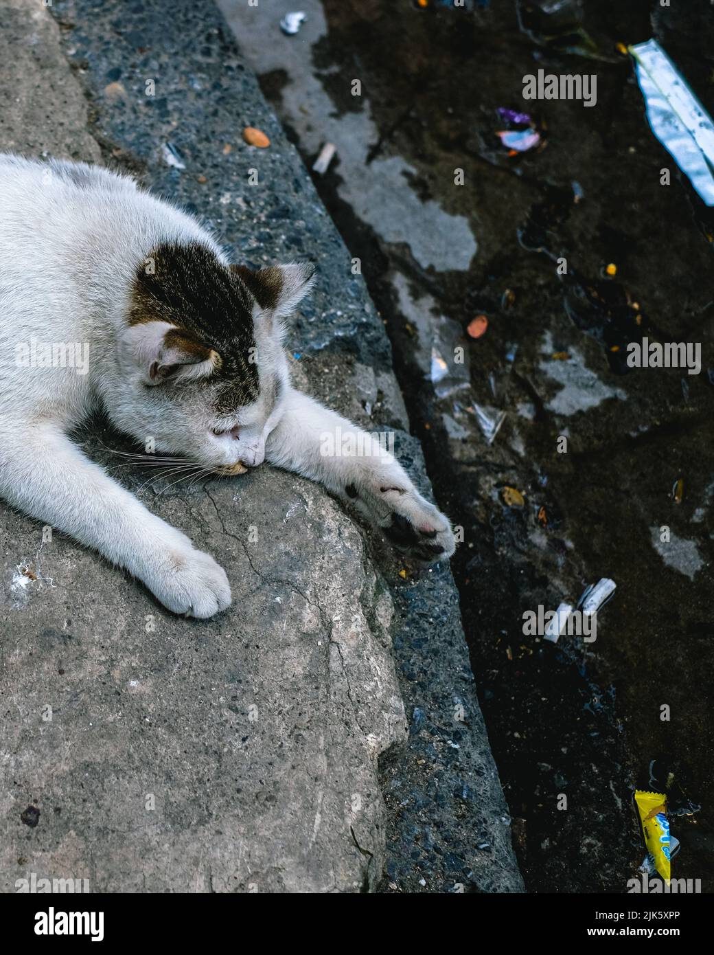 Istanbul cats hi-res stock photography and images - Alamy