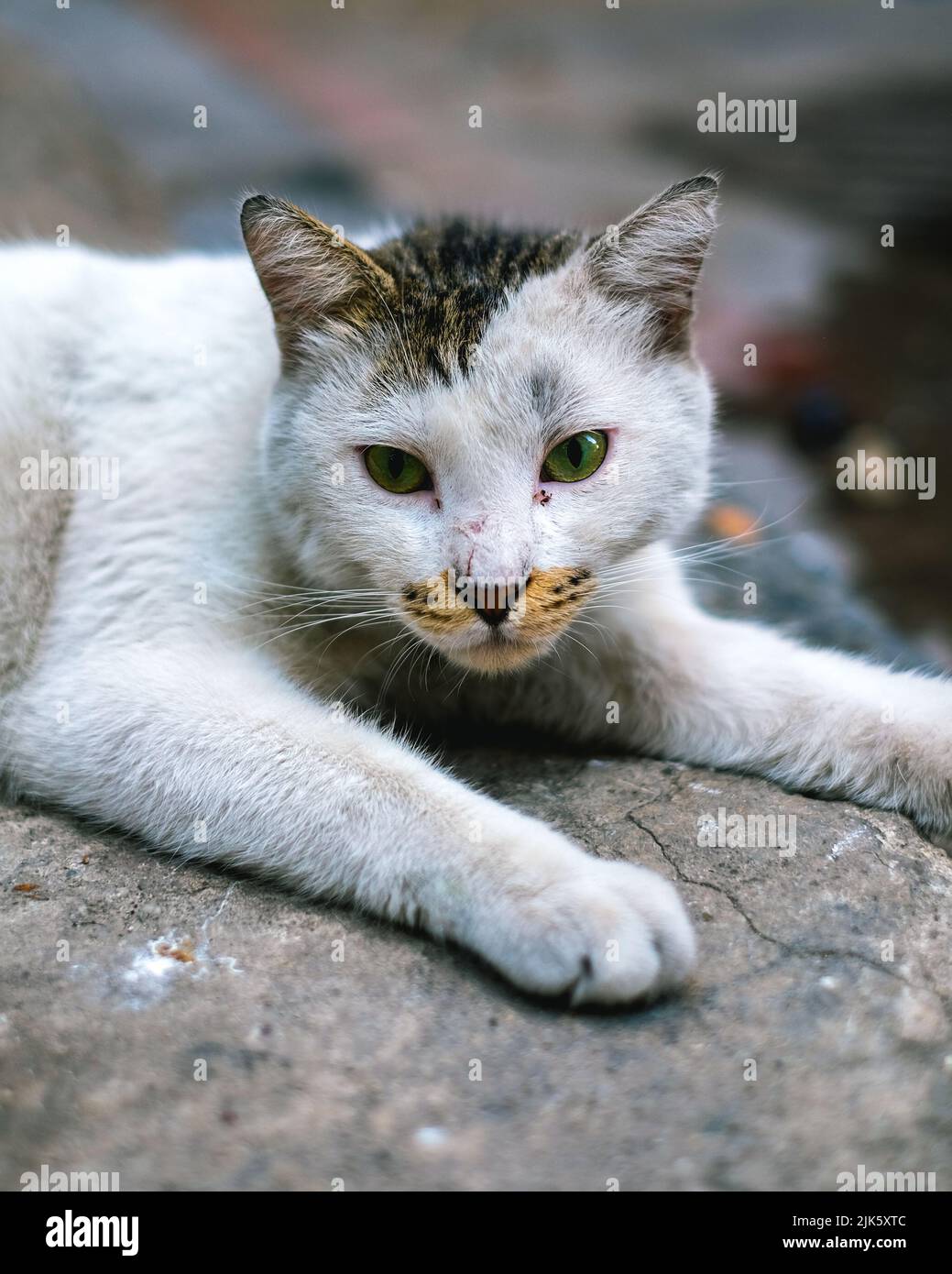 Stray cats hi-res stock photography and images - Alamy
