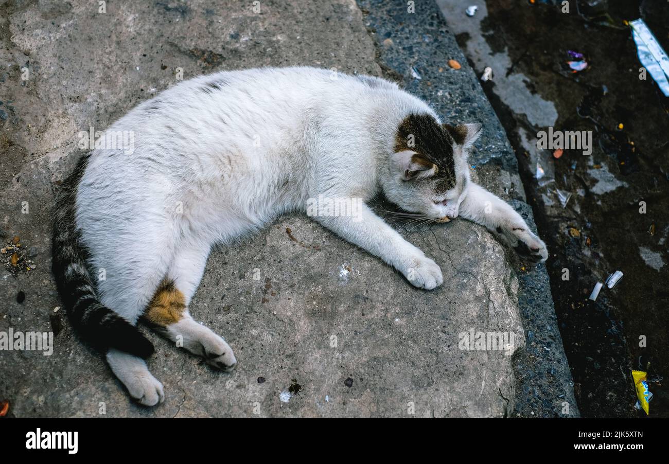 Stray cats hi-res stock photography and images - Alamy