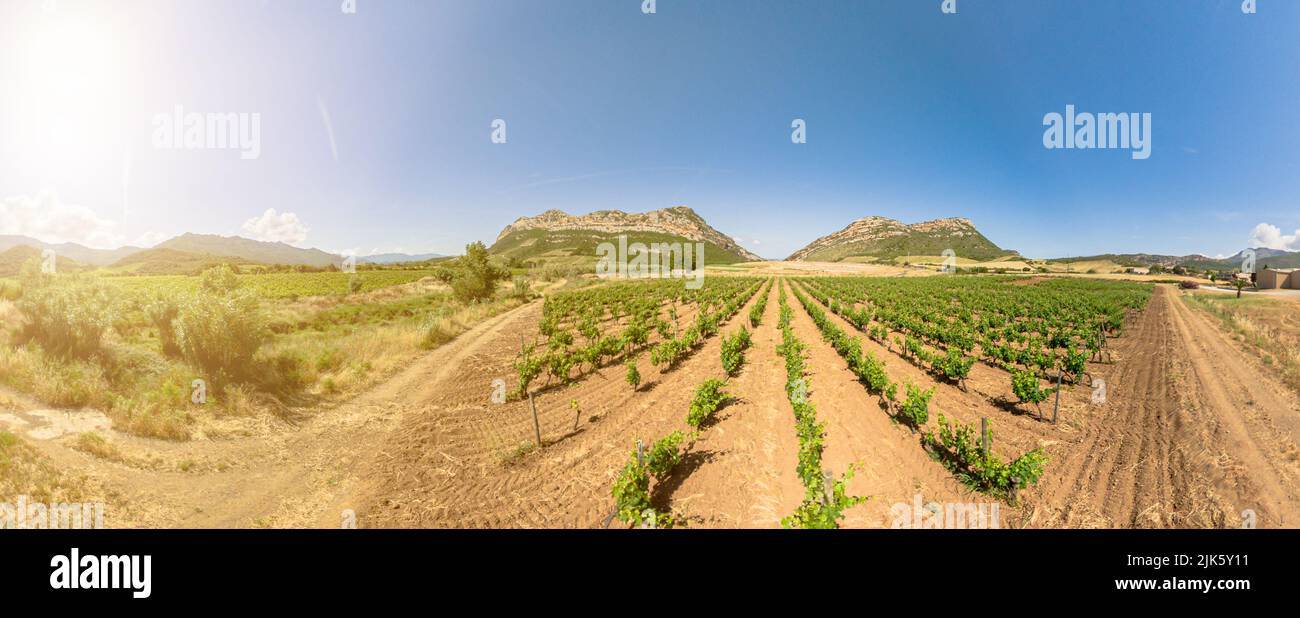 Drone view of panoramic terraced vineyards in winegrowing Corsica ...