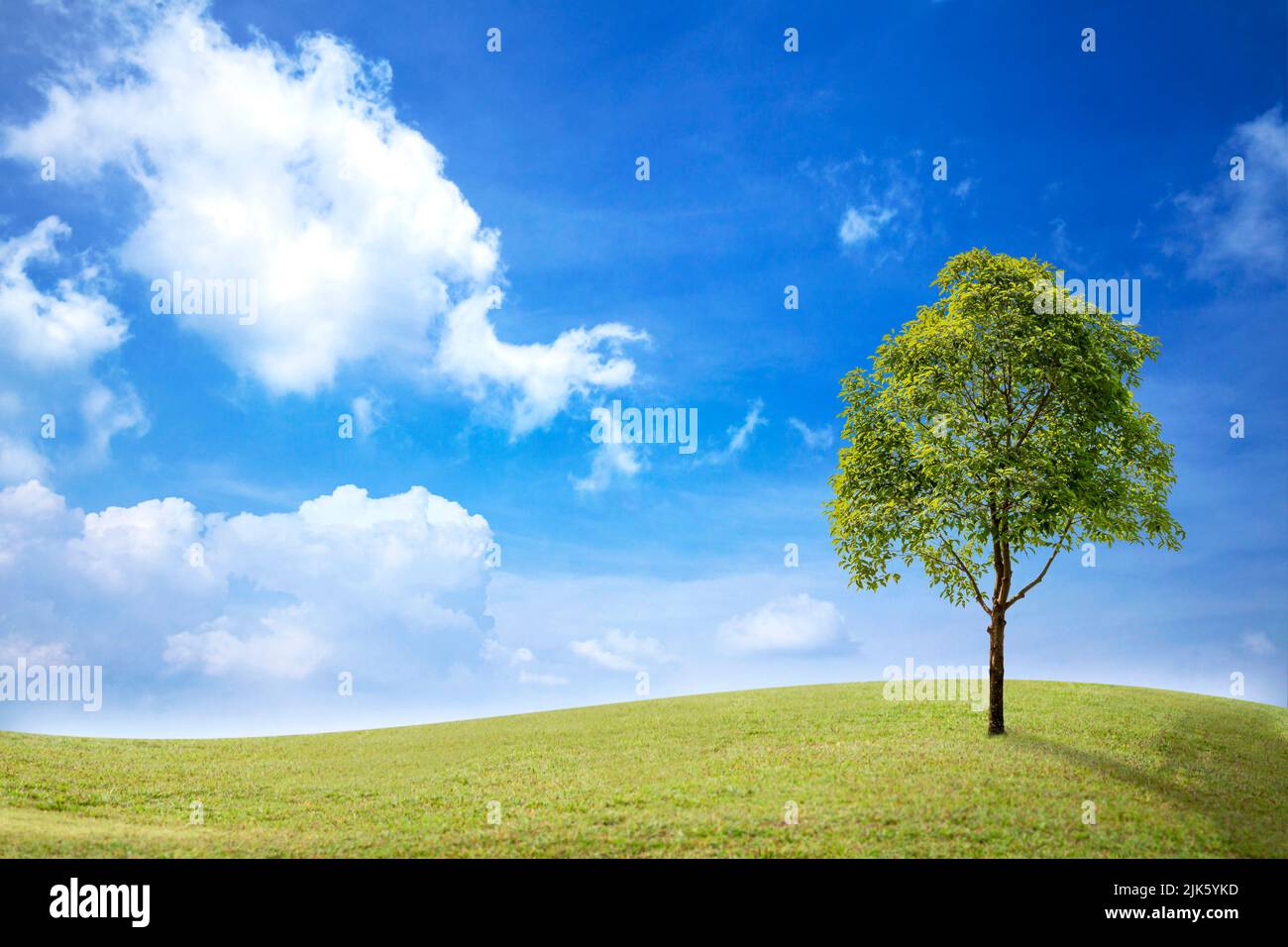 landscape of green grass field with tree and blue sky with white clouds ...