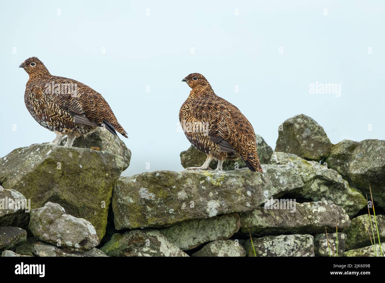 Two Red Grouse, gamebirds, facing left and stood on drystone walling in ...