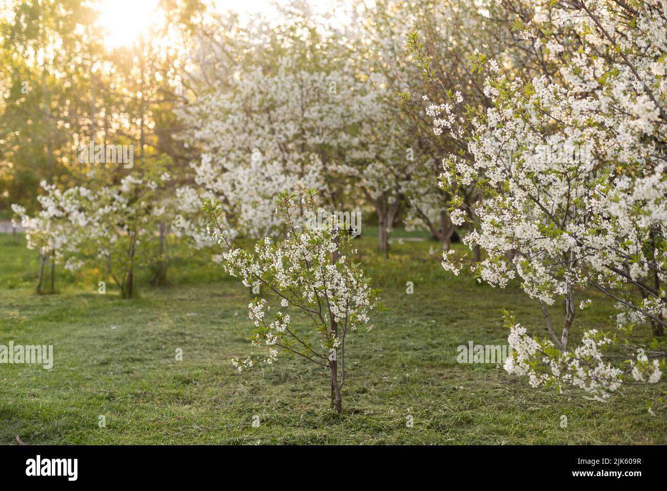 Blossoming tree in spring on rural meadow Stock Photo - Alamy