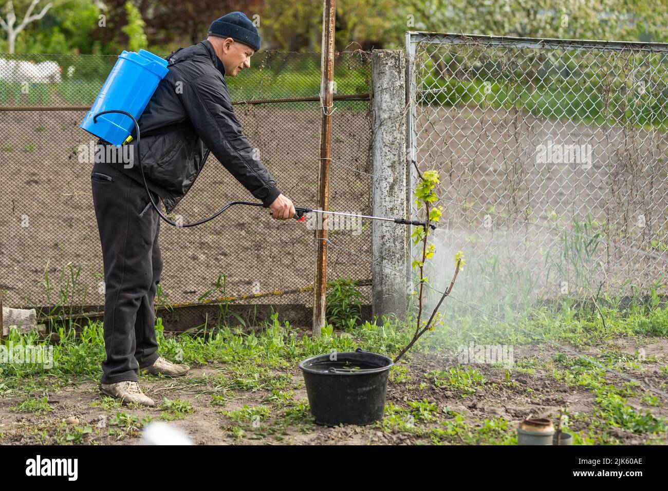 elderly farmer spraying vineyard from a hand pump Stock Photo - Alamy