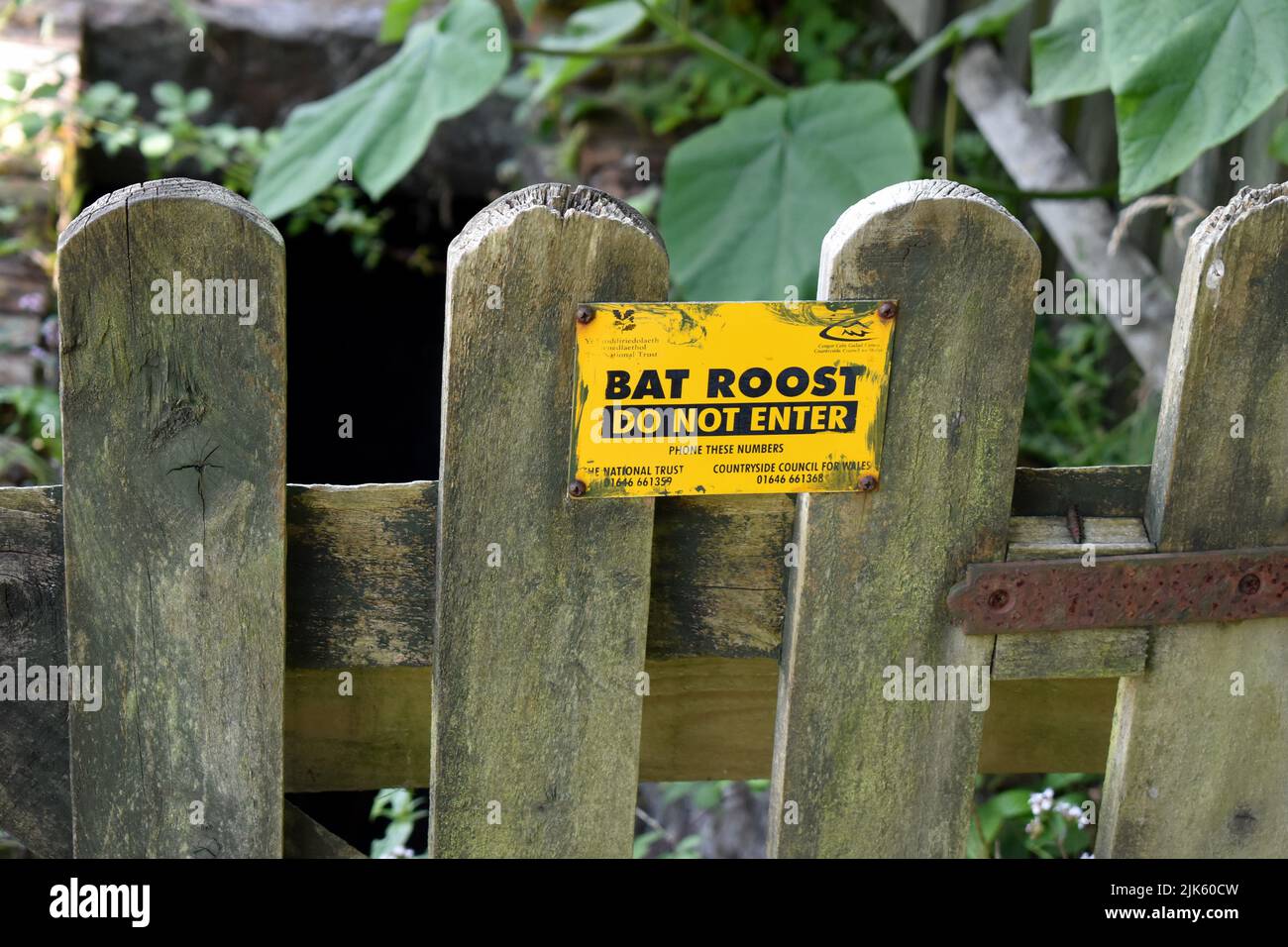 Bat Roost do not enter yellow sign, Stackpole Court, Stackpole ...