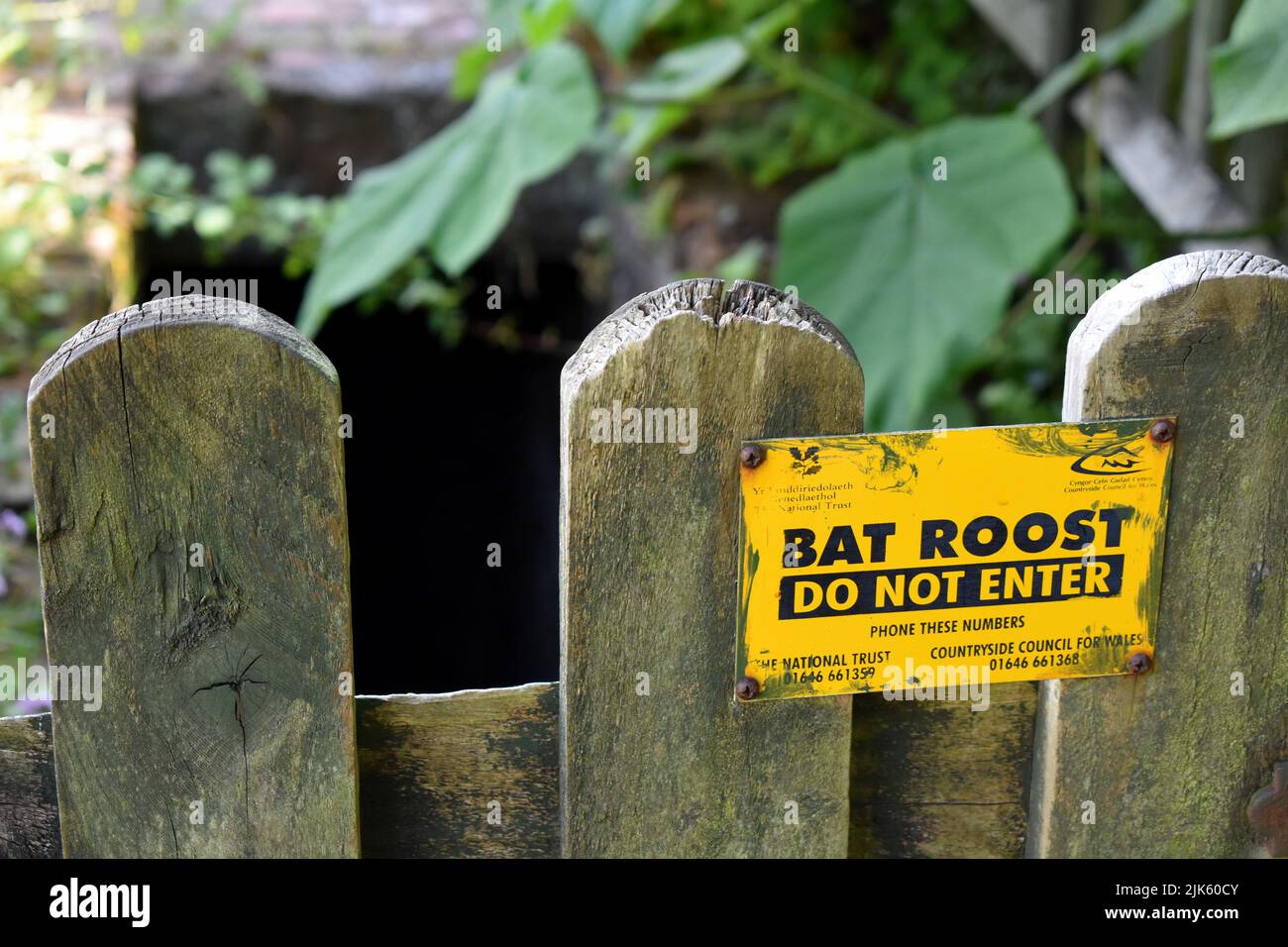 Bat Roost do not enter yellow sign, Stackpole Court, Stackpole ...