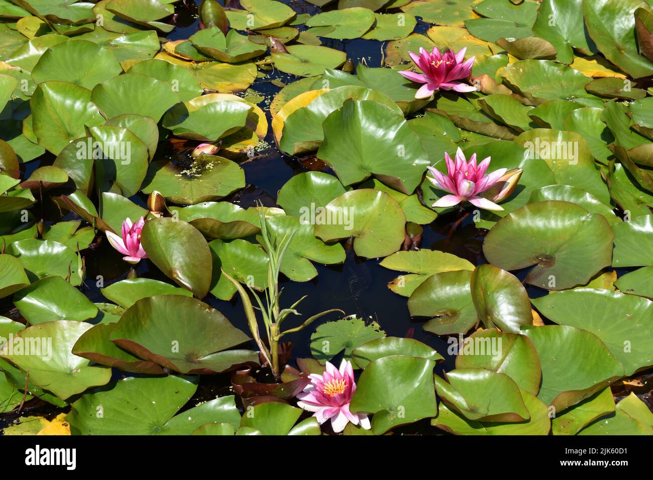 Pink flowering waterlilies, Stackpole walled gardens, Stackpole Estate ...