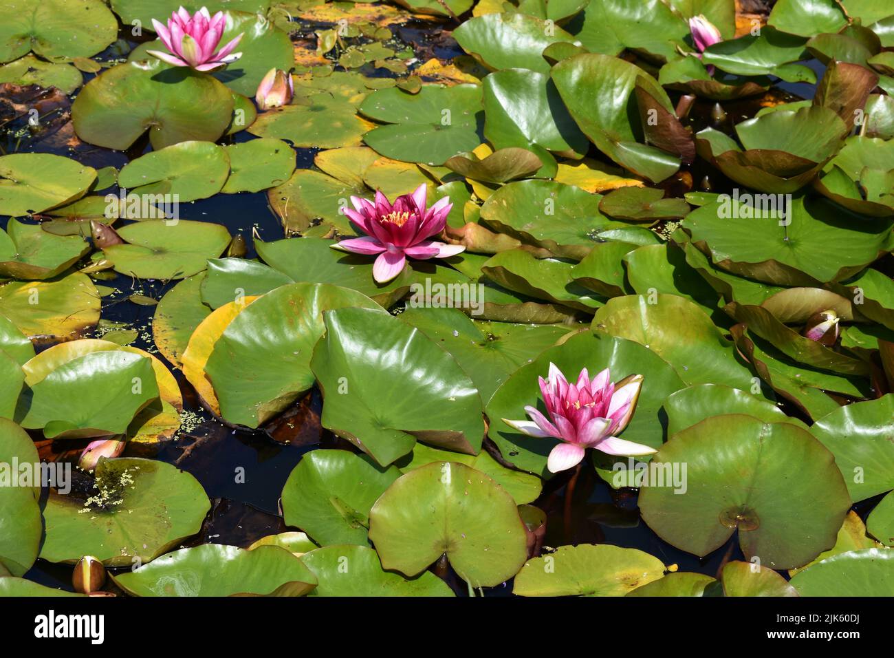 Pink flowering waterlilies, Stackpole walled gardens, Stackpole Estate ...