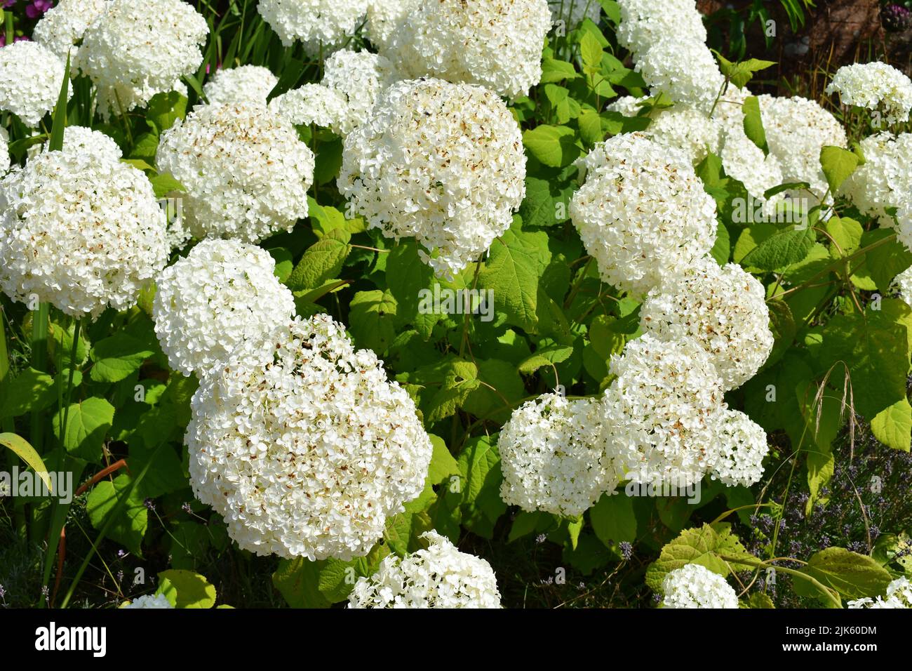 Hydrangea aborescens Annabelle, Stackpole Court walled garden ...