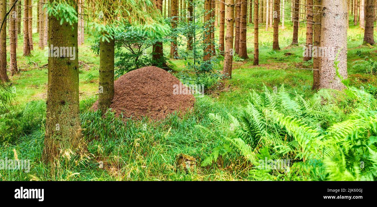 Huge anthill in a pine forest. Huge anthill in pine forest, Denmark ...