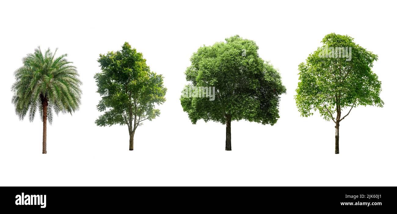 Tree set isolated on white background Stock Photo - Alamy