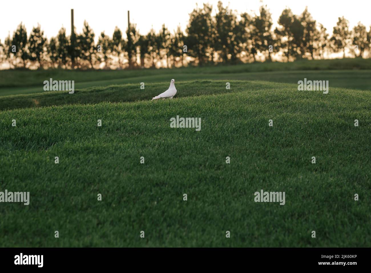 Barn Swallow flies over the water opened wings Stock Photo - Alamy