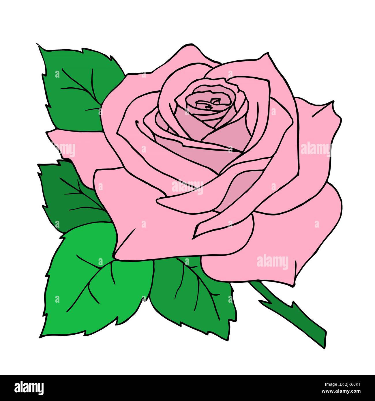 pink rose close-up drawing, design, color graphics, illustration Stock ...