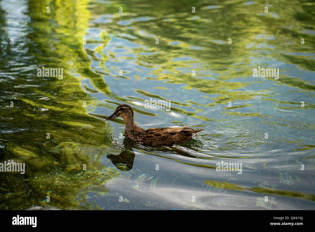 Acquatici uccelli hi-res stock photography and images - Alamy