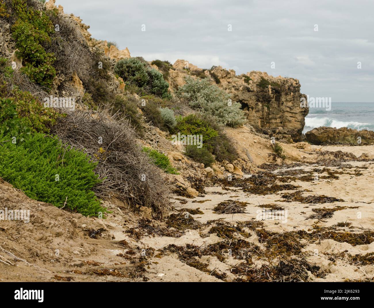 Native Western Australian coastal Flora Trigg Western Australia Stock ...