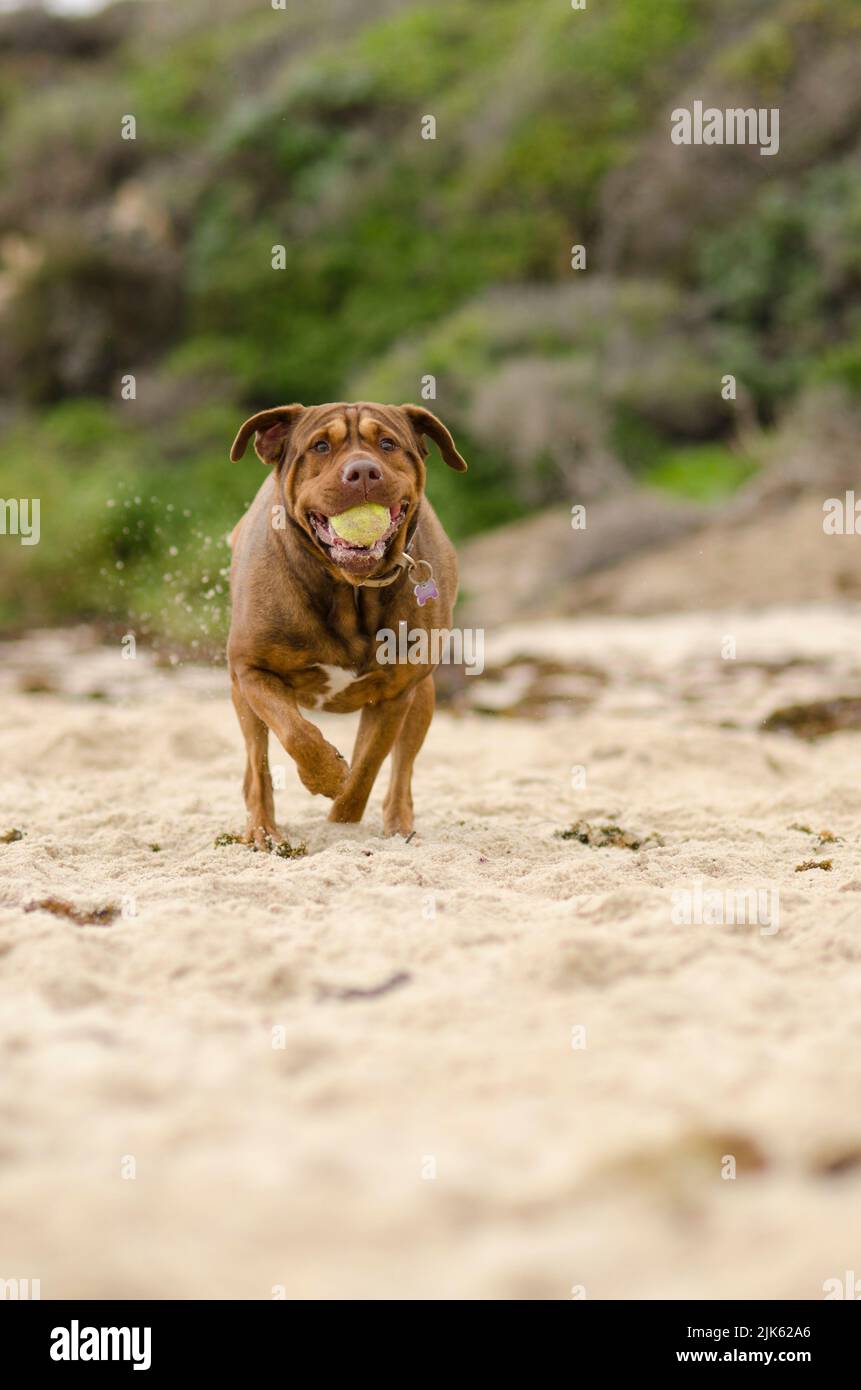 Does The Trigg Hound Like To Swim