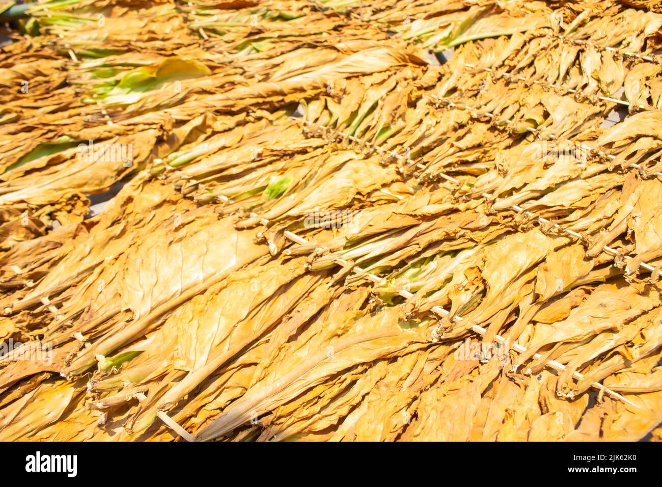 Drying traditional tobacco leaves with Hanging in a field, Indonesia ...