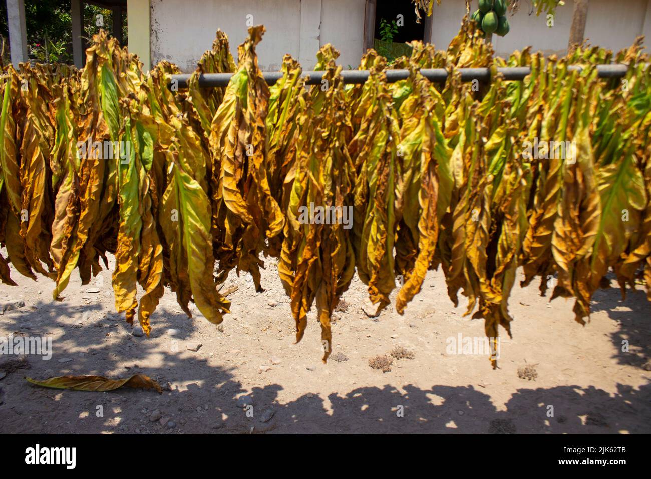 Drying traditional tobacco leaves with Hanging in a field, Indonesia ...