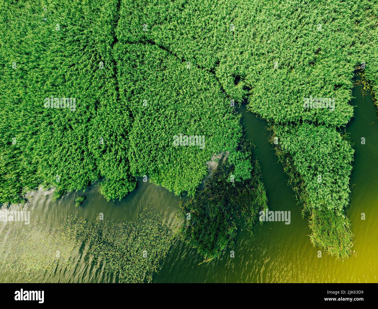 Aerial view of green lake bank. Natural habitat for wild nature and ...