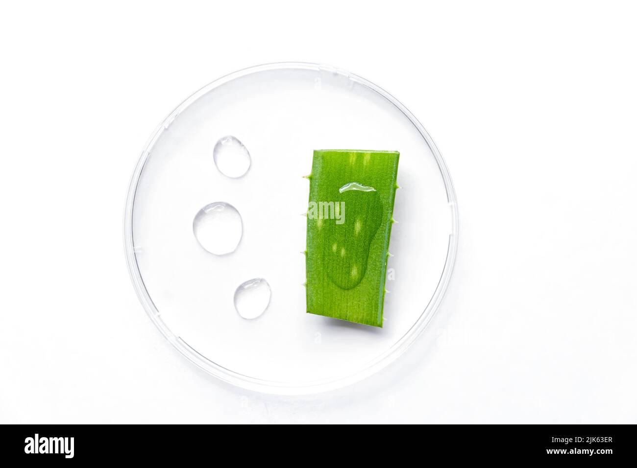Aloe vera extract research in laboratory with a petri dish on white ...